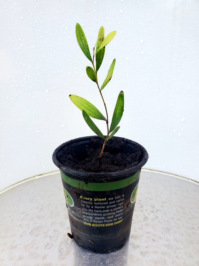 Acacia Confusa (Koa Formosa) – Live Plant | World Seed Supply