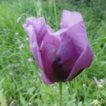 Zahir Poppy seeds | World Seed Supply