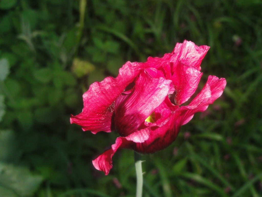 Pepperbox Poppy seeds | World Seed Supply