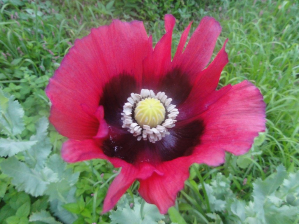 Pepperbox Poppy seeds | World Seed Supply