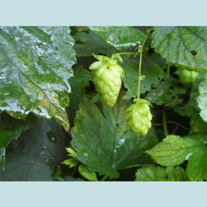 Hops Seeds | World Seed Supply