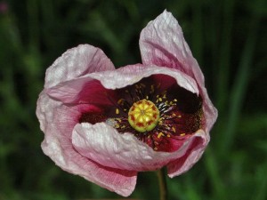 Papaver Setigerum seeds | World Seed Supply