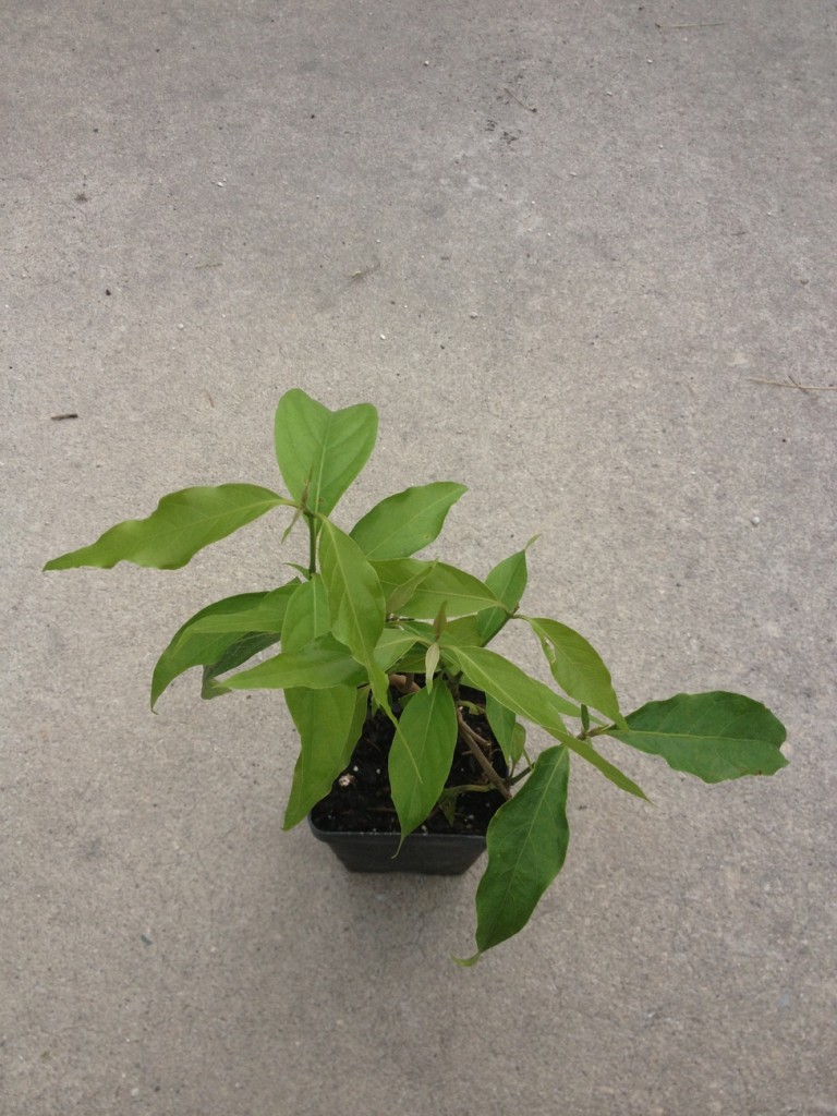 Live "Cielo" Caapi Plants | World Seed Supply