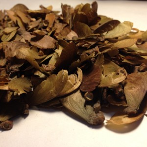 Banisteriopsis Caapi Leaf | World Seed Supply