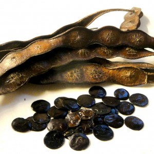 Exotic Seeds, Botanicals, Cacti and More!