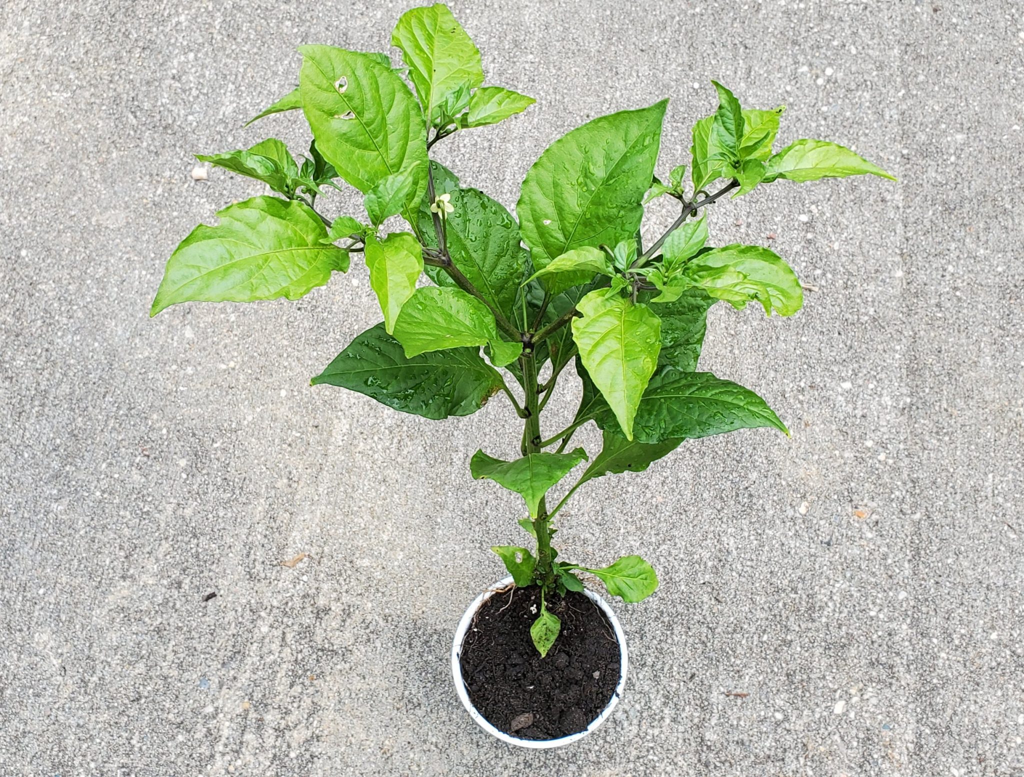 Ghost Pepper Plants | World Seed Supply