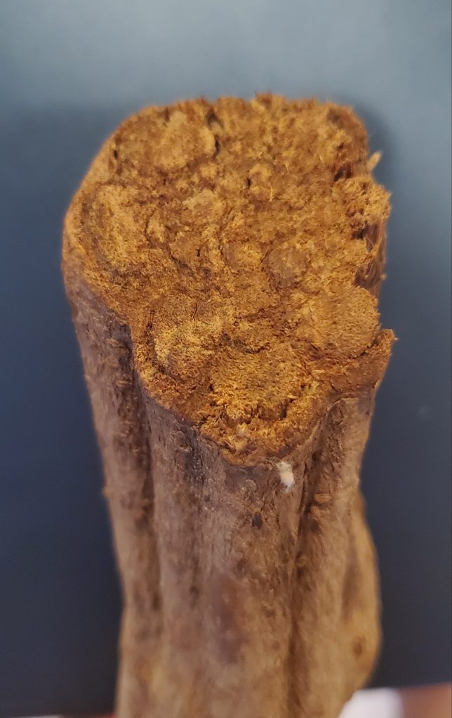 Yellow Caapi Vine | World Seed Supply