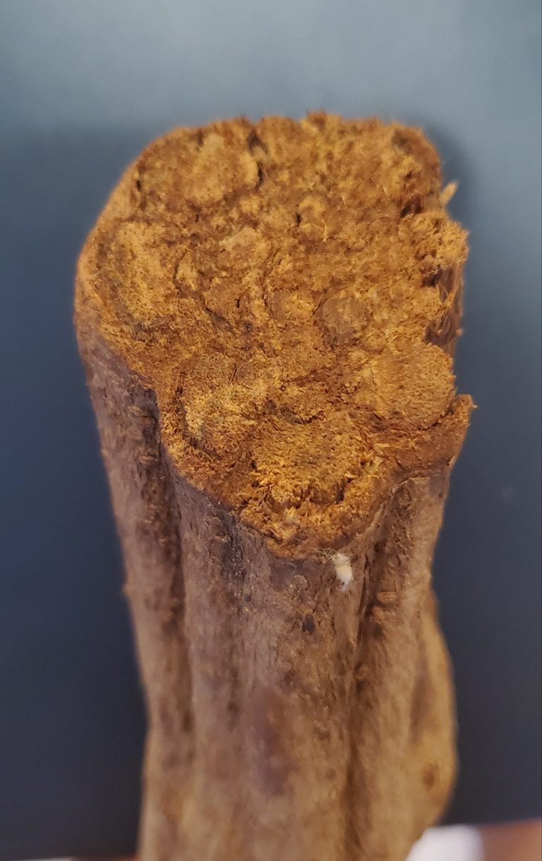 Yellow Caapi Vine | World Seed Supply