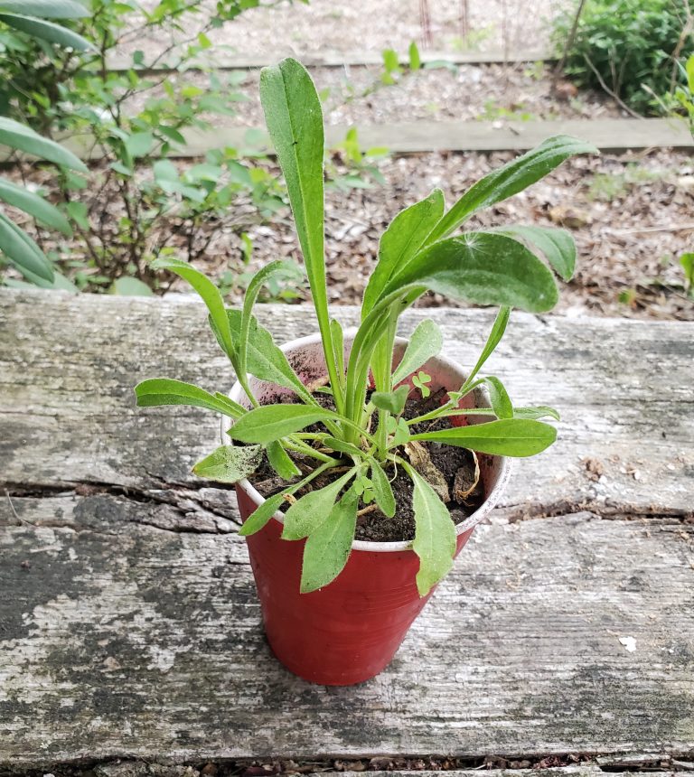 Silene Capensis (African Dream Root) – LIVE PLANT | World Seed Supply