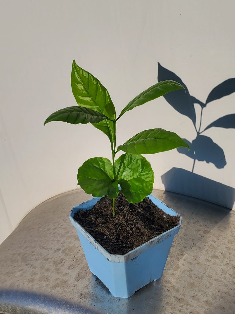 Coffea Canephora (Syn. Coffea Robusta) – LIVE PLANT | World Seed Supply