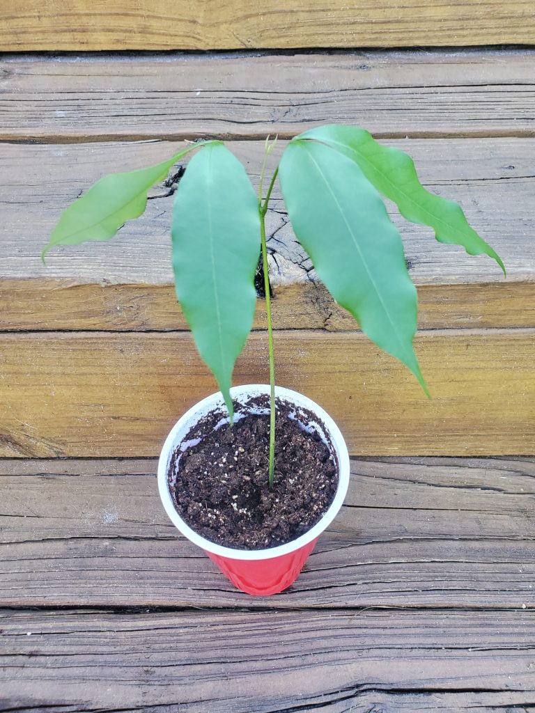 Litchi Chinensis (Lychee Fruit Tree) – LIVE PLANT | World Seed Supply