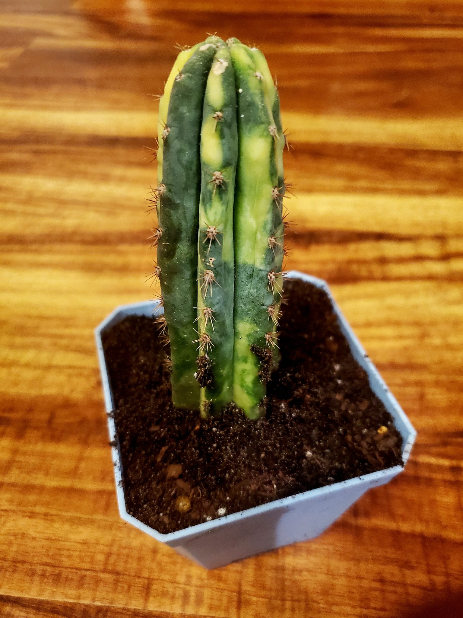Trichocereus Pachanoi Variegated (San Pedro Cactus) – 6″ Rooted TIP ...