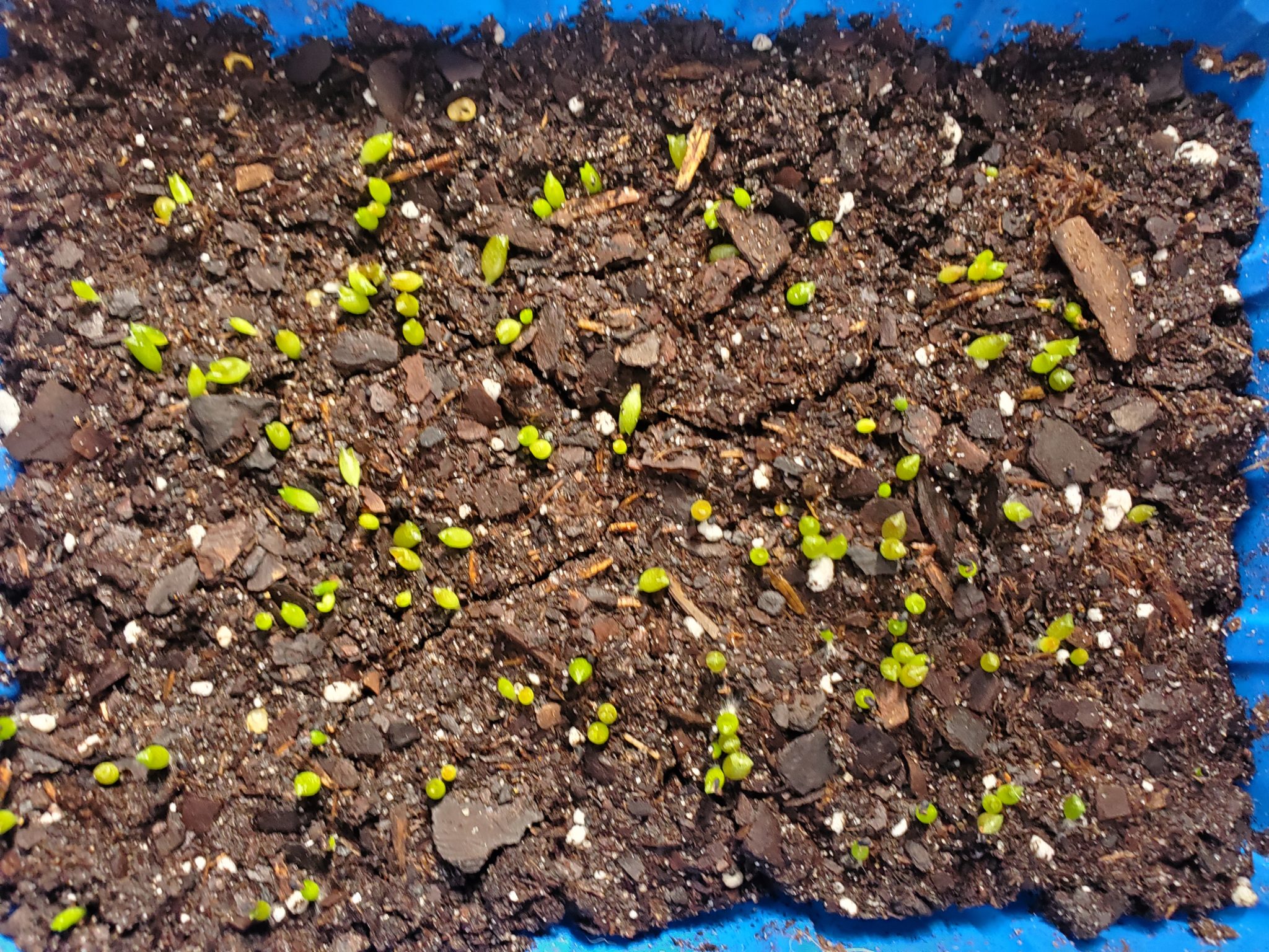 Trichocereus Peruvianus var Huantar (Peruvian Torch) Seeds | World Seed Supply