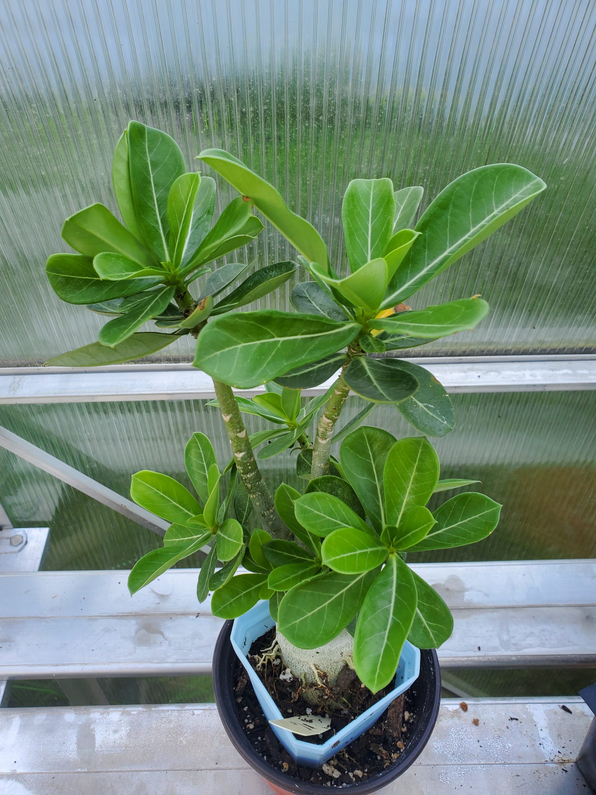 Desert Rose Adenium Obesum, Also Known As , 4 To 5 Years Old Live ...