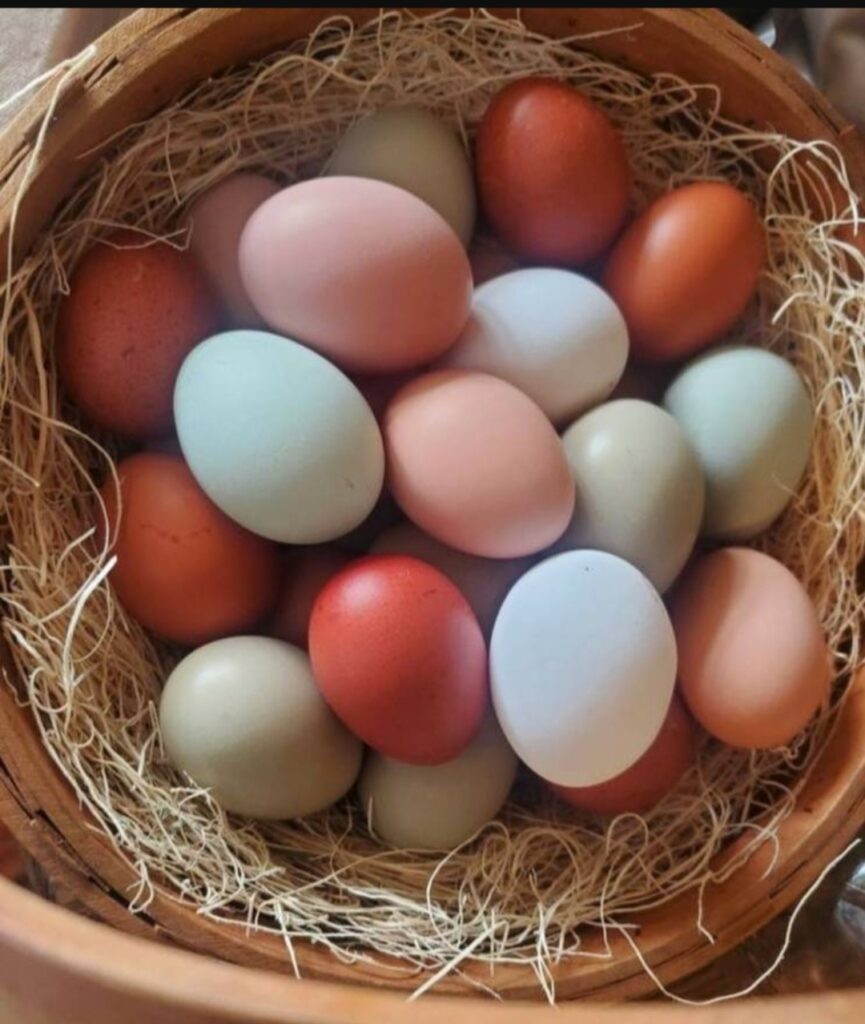 Ultimate Barnyard Mix HATCHING EGGS | World Seed Supply