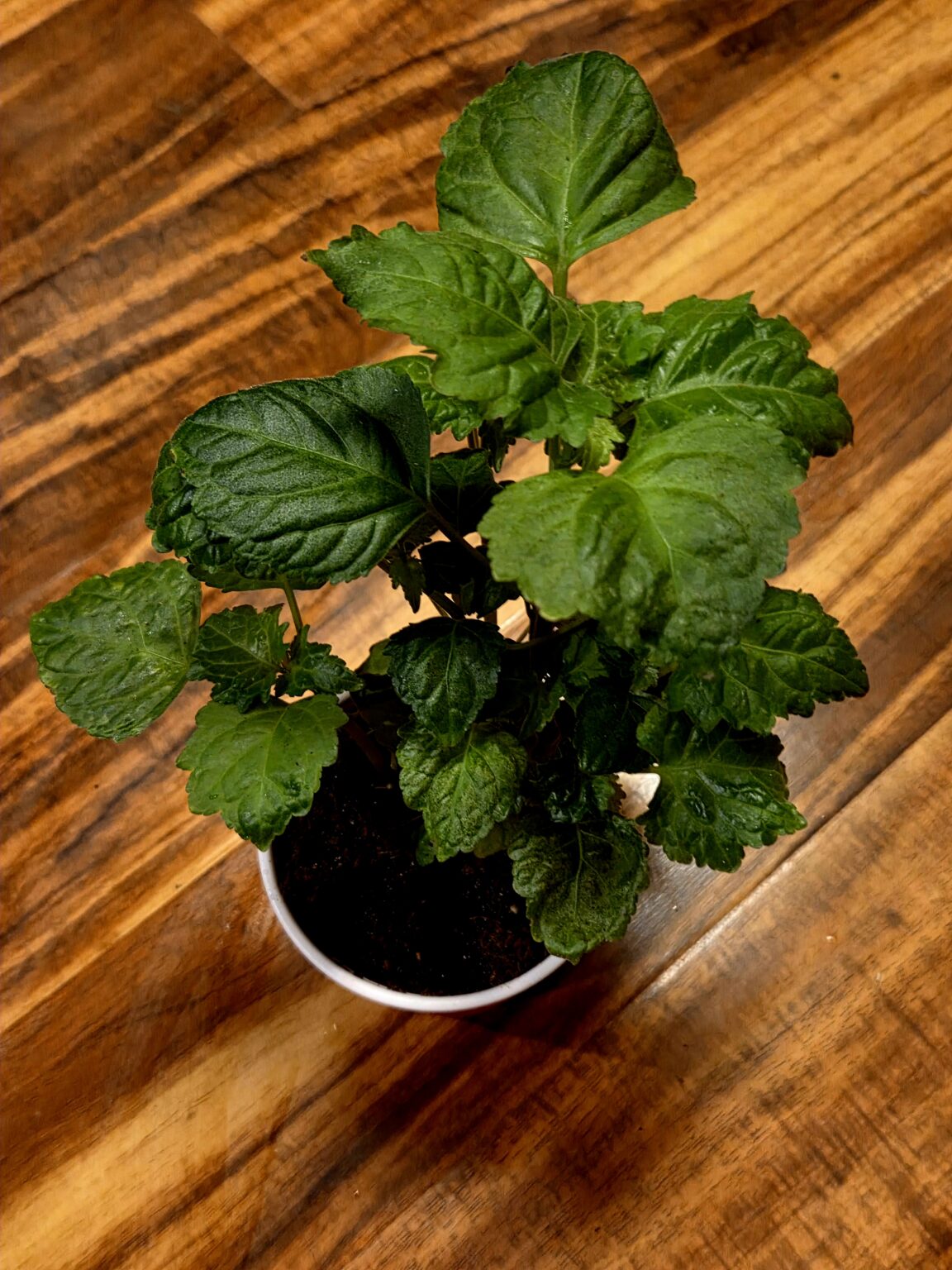 Live Patchouli Plants | World Seed Supply